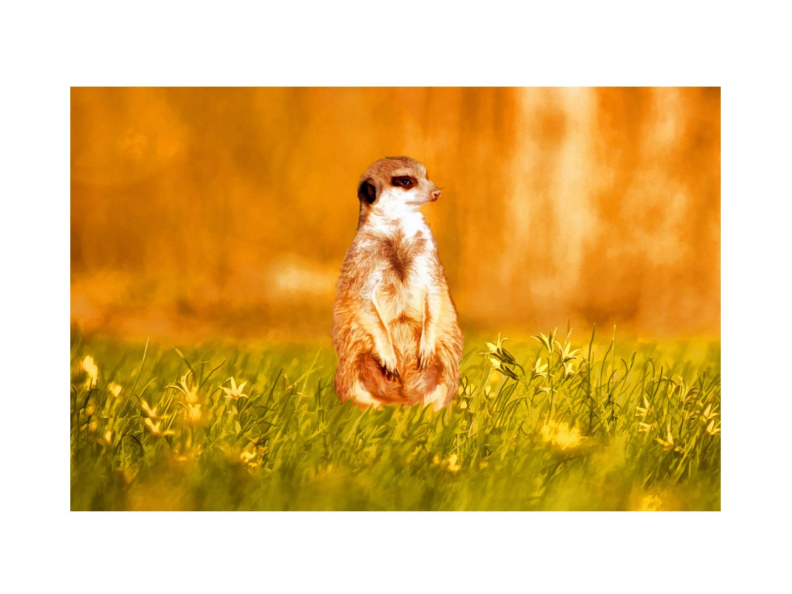 Standing Meerkat Painting Art Print. | Canvas Direct