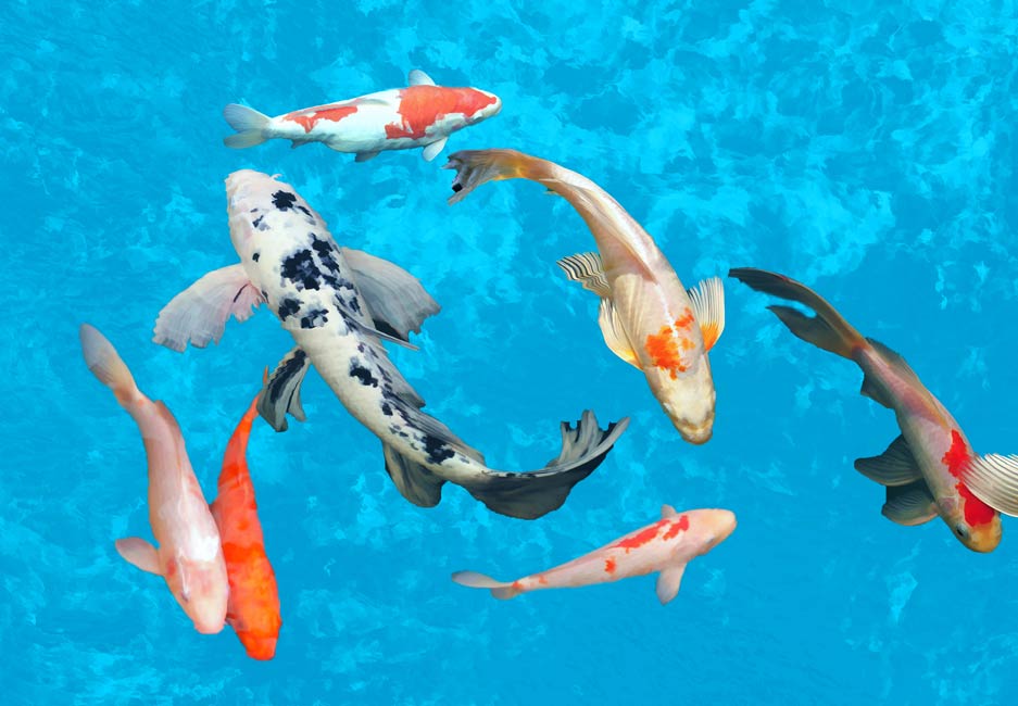 Sea Fish Painting Wall Art & Canvas Print | Canvas Direct